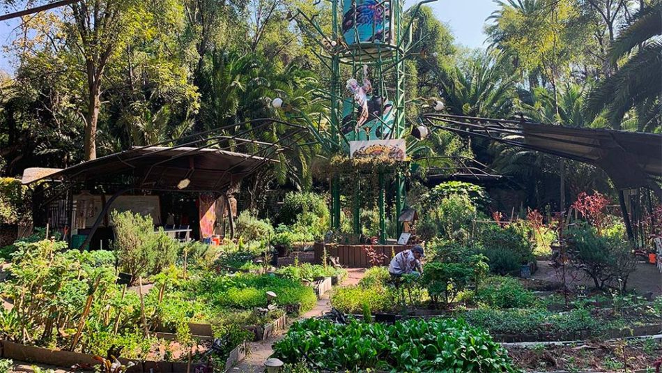 Los árboles de la CDMX necesitan tu ayuda | mag21