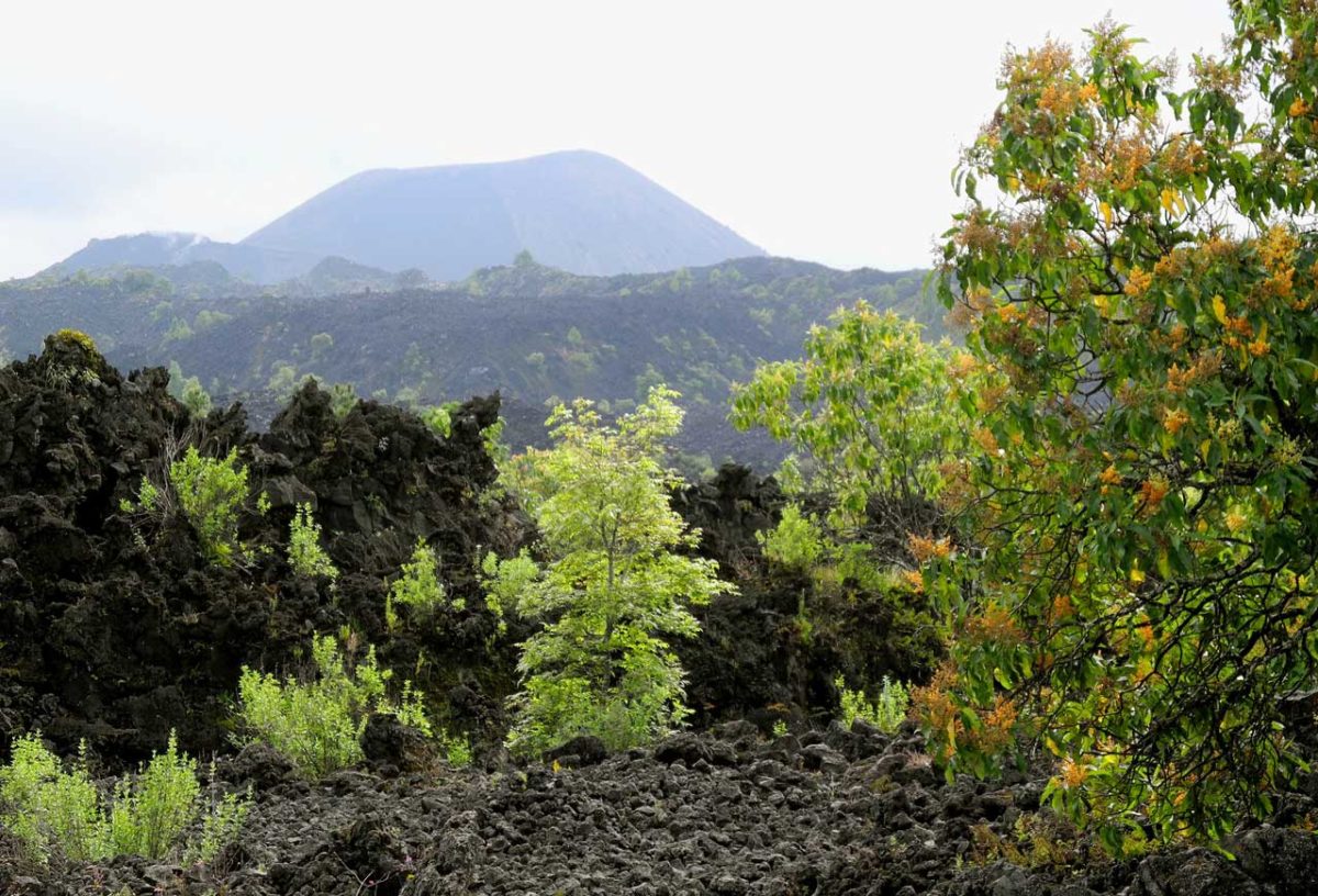 Paracho, donde la música nace | mag21